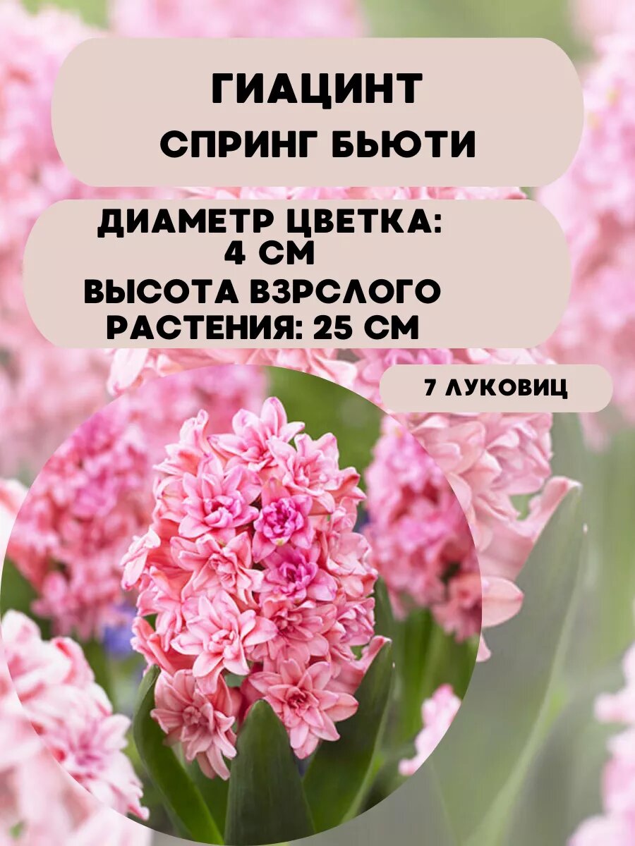 Луковицы гиацинта/Гиацинт цветок