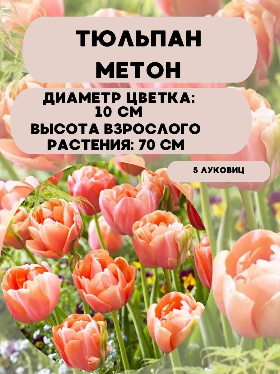 Луковицы тюльпана махровый попугайный