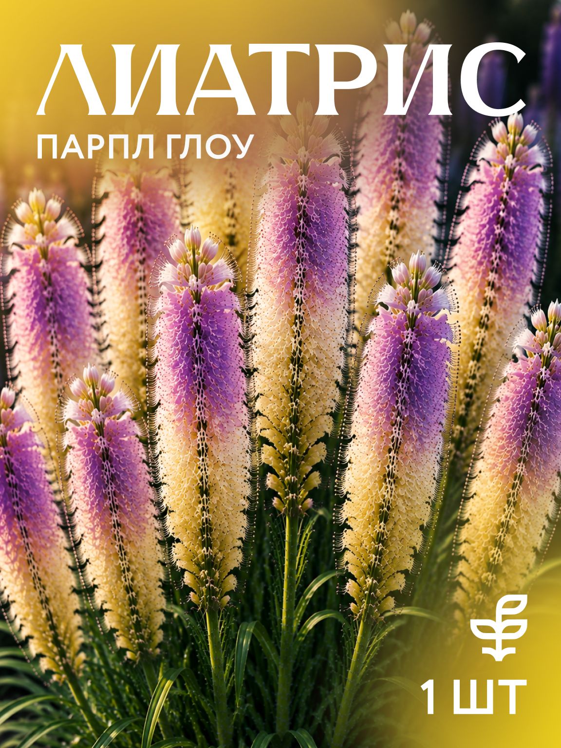 Лиатрис луковицы многолетние 1шт