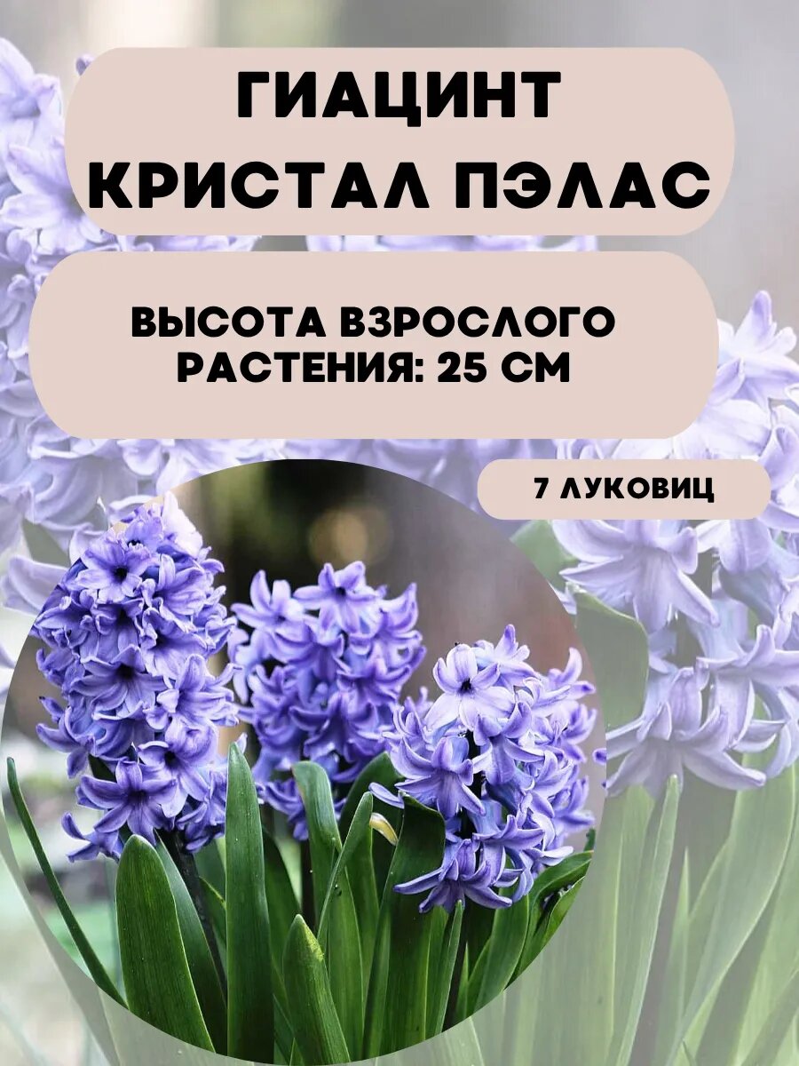 Гиацинт многолетний Луковицы растений
