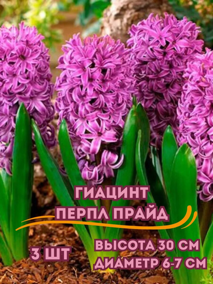 Луковицы Гиацинта многолетние растения