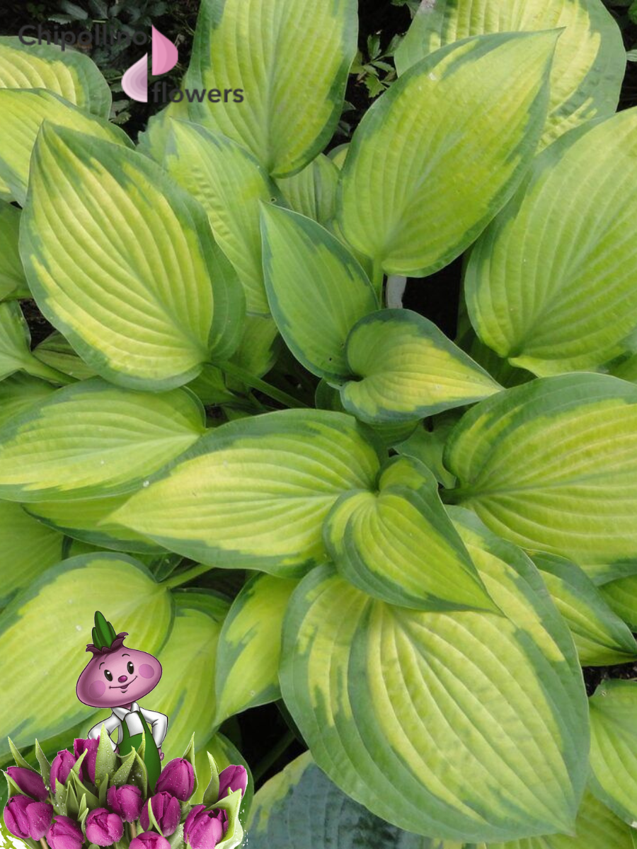 Клубни цветов, chipollino flowers, Хоста PAULS GLORY ( 1 штука )