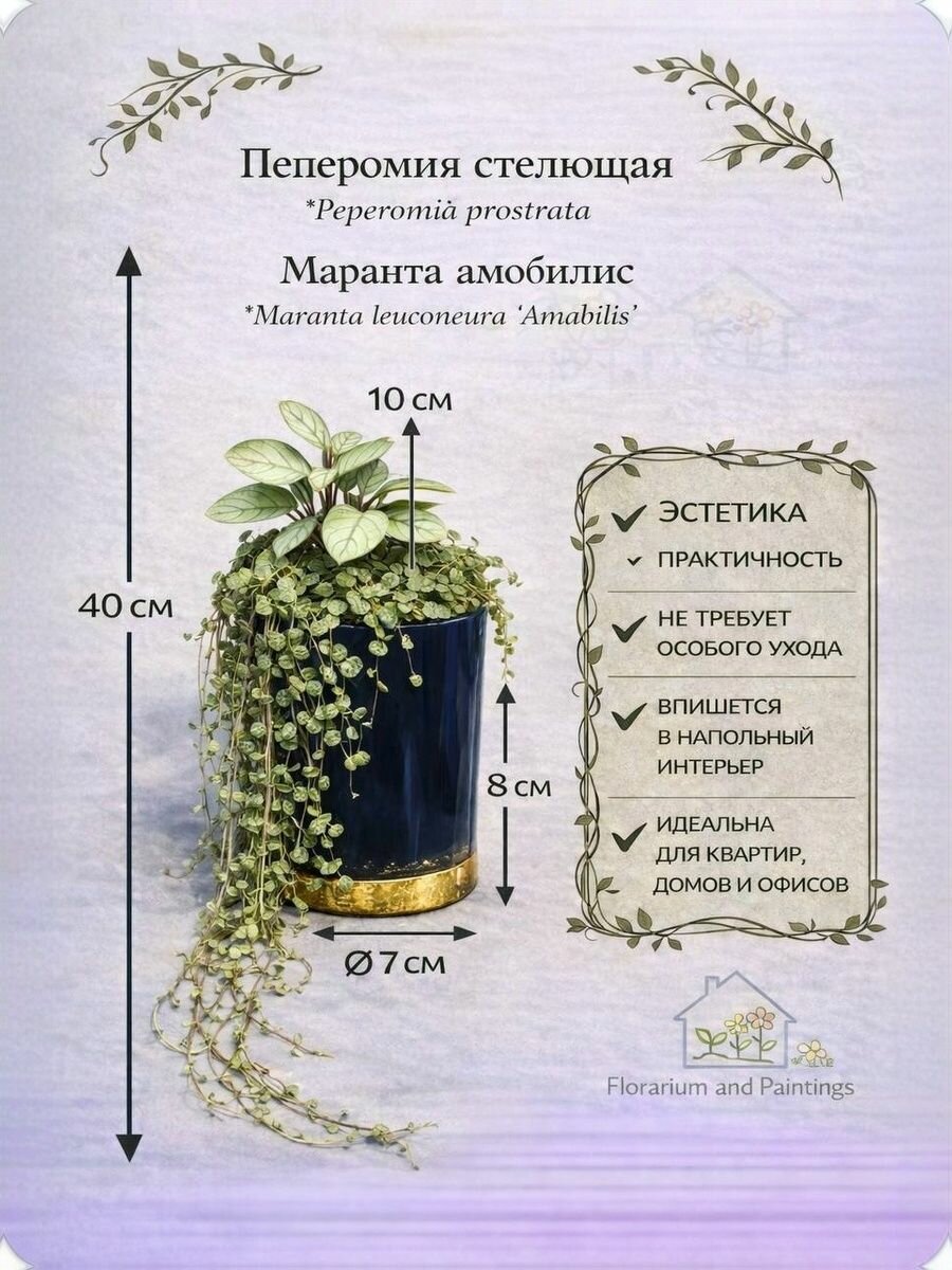 Комнатное растение Maranta Leuconeura Amabilis Mint (Маранта Амабилис минт с Пеперомнией Прострата), Зелено-Мятный, Горшок 8x7 см, 1шт.
