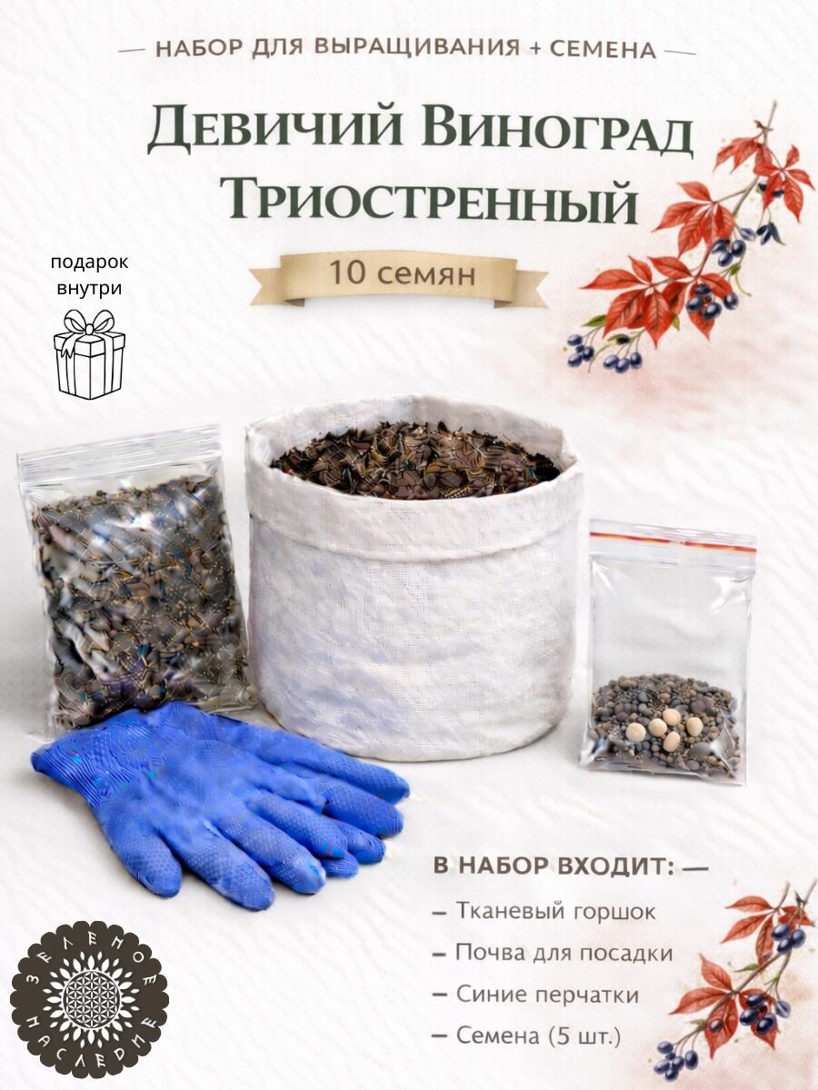 Домашний набор для выращивания Девичьего винограда триостренного / Подарок для юного садовода