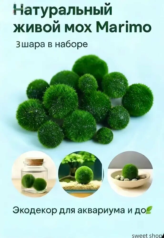Шаровидная кладофора (мох маримо) 1см 3шт для аквариума и декора