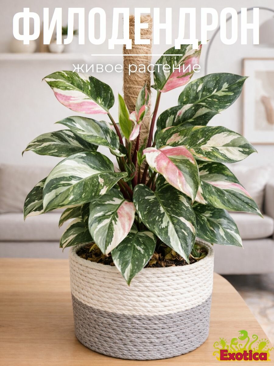 Филодендрон Вайт Принцесс (Philodendron White Princess) D6см, живой цветок