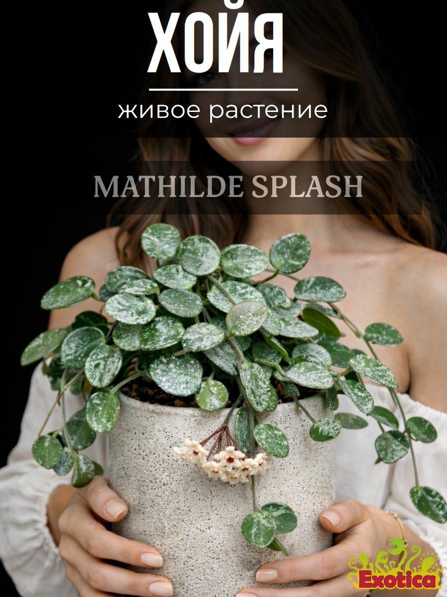 Хойя Матильда Сплэш (Hoya Mathilde Splash) D6см, комнатный цветок