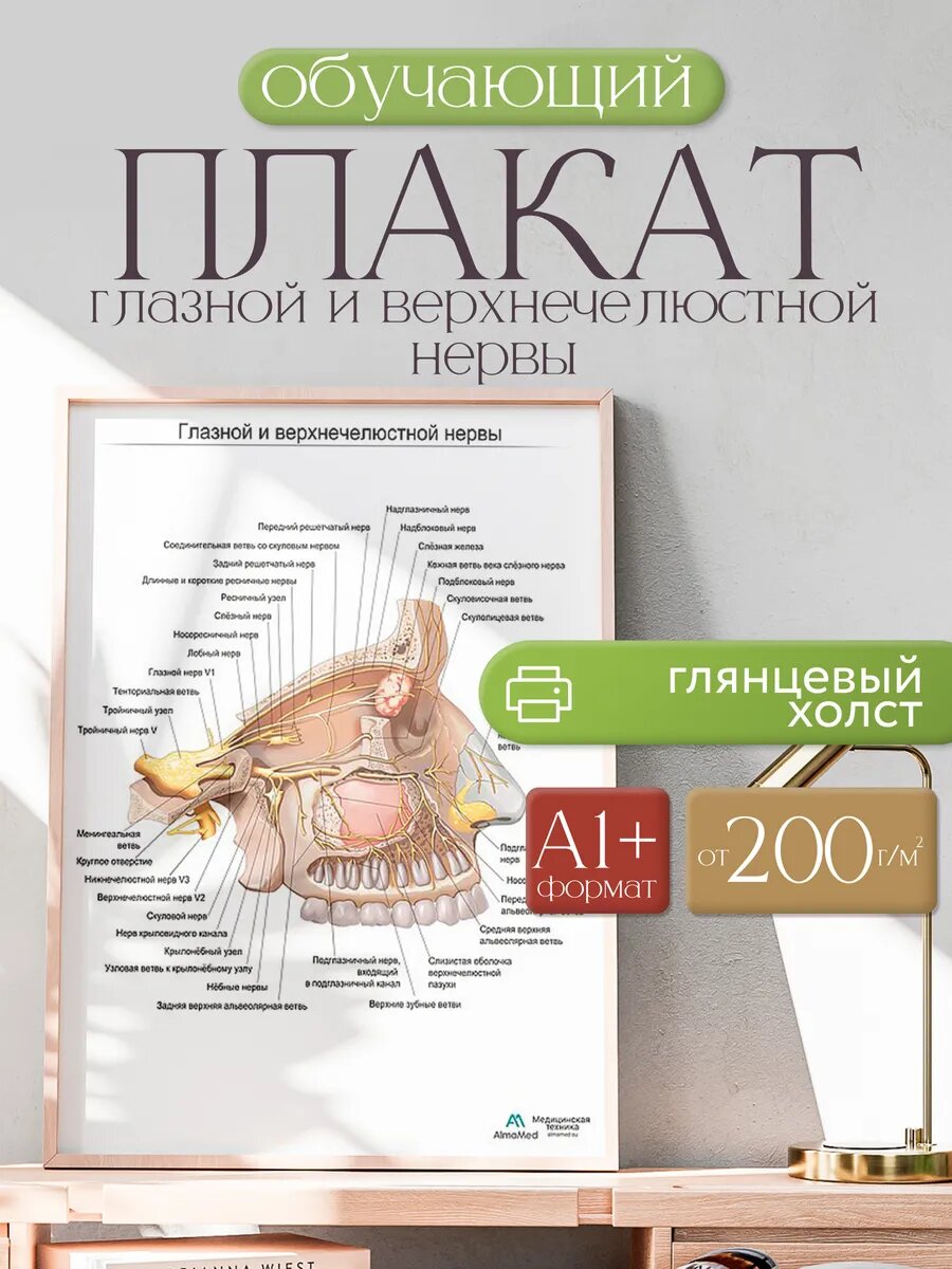 Обучающий плакат "Глазной и верхнечелюстной нервы", размер А1+, глянцевый холст от 200г/м2