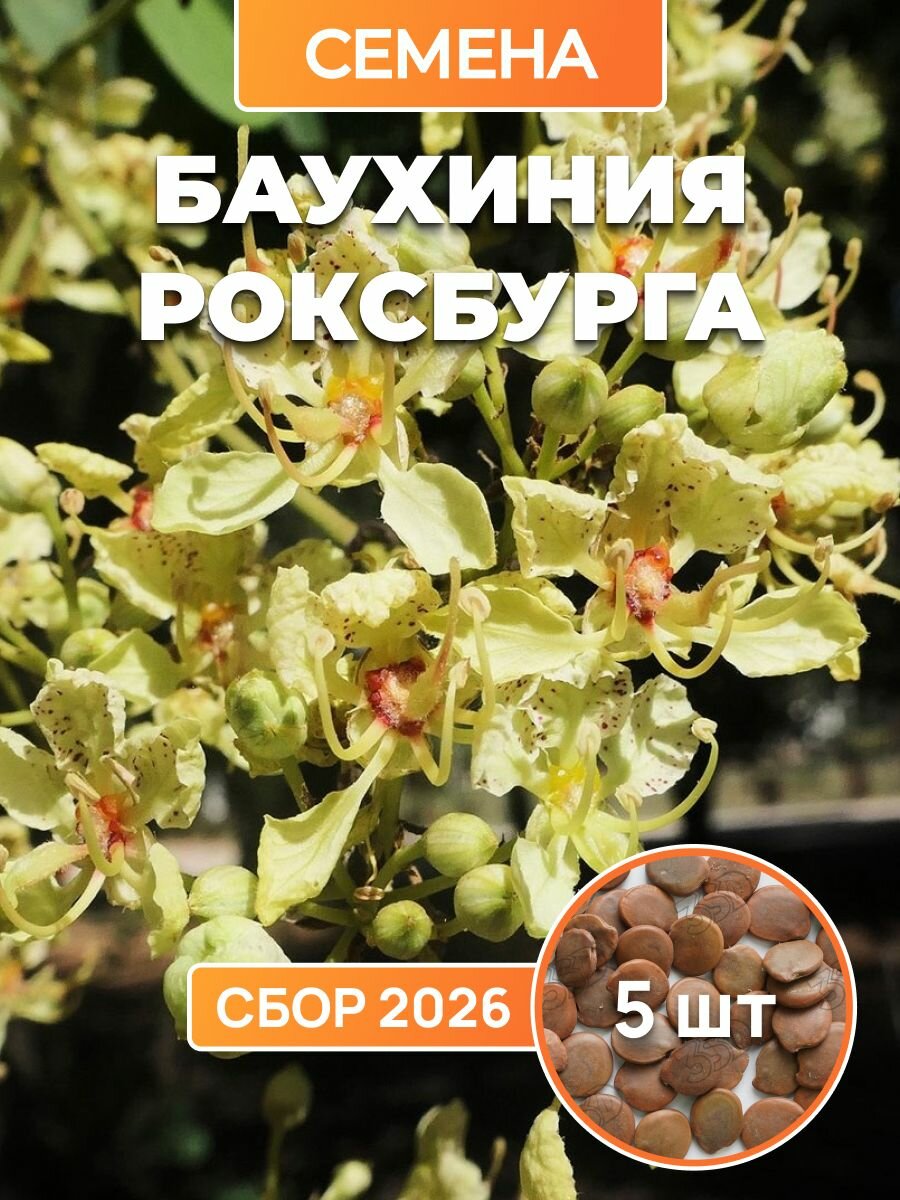 Семена Баухиния Роксбурга (Bauhinia roxburghiana) — Орхидейное дерево / Желтая орхидея, комнатное экзотическое, 5 шт
