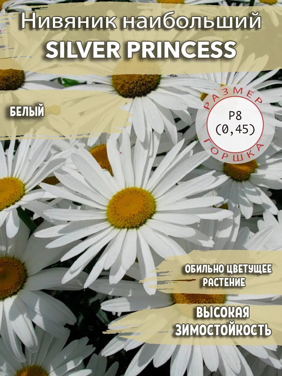 Нивяник Садовые Растения "Silver Princess", многолетний, высота 40см, белый, 1 шт.