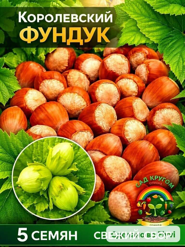 Королевский фундук семена 5 шт