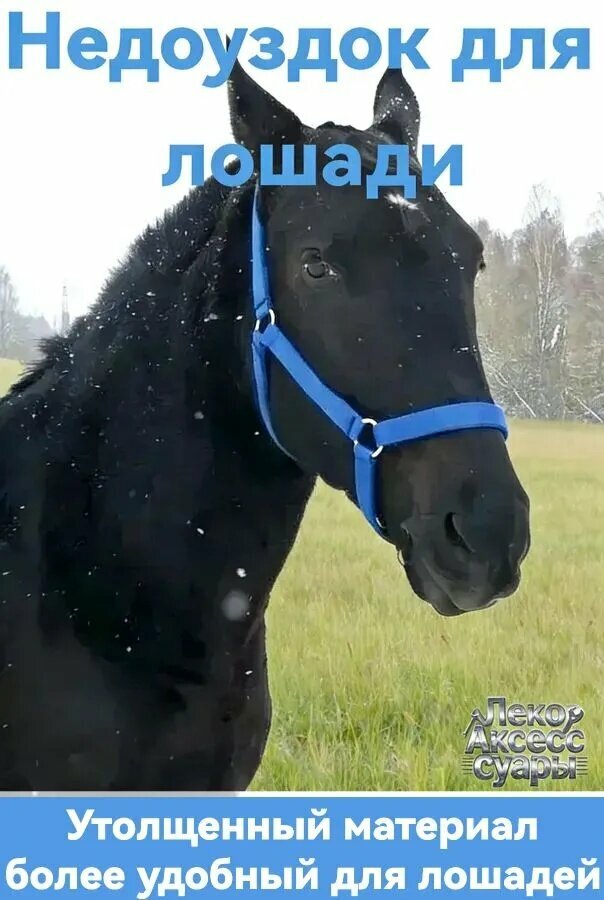 Недоуздок для лошади COB синий