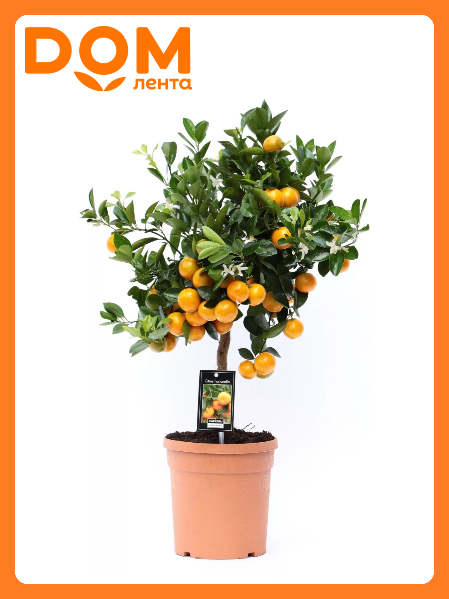 Растение мандарин FLORA GROUP "Биттер", декоративно-плодовое