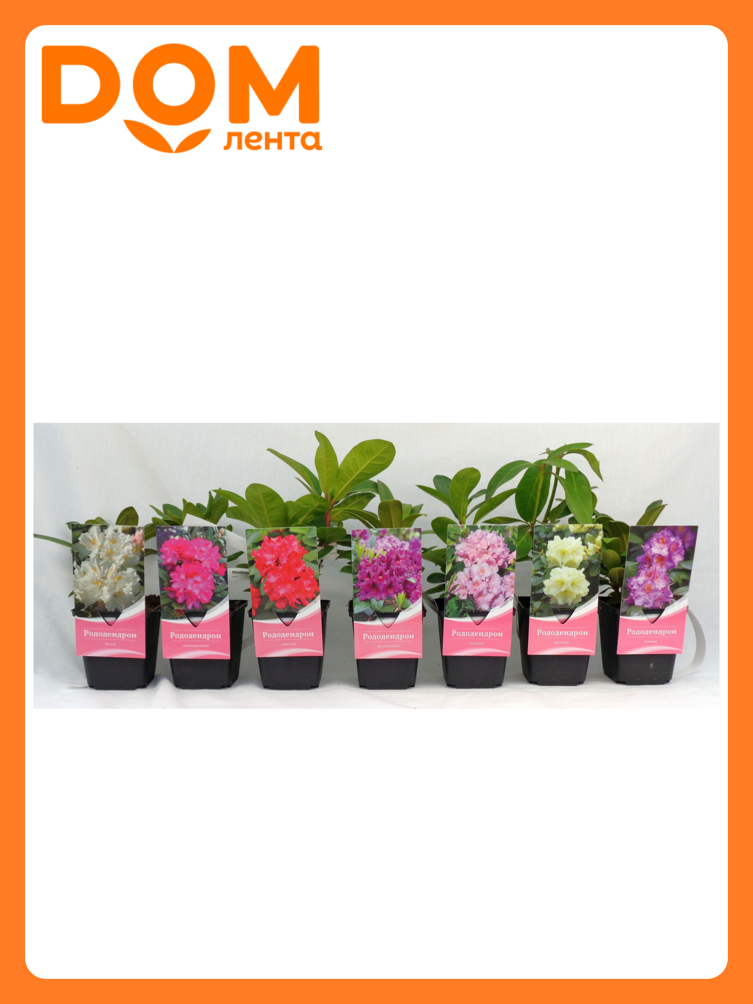 Рододендрон 896608, гибридный, микс, P9, многолетнее, лиственное, цветы