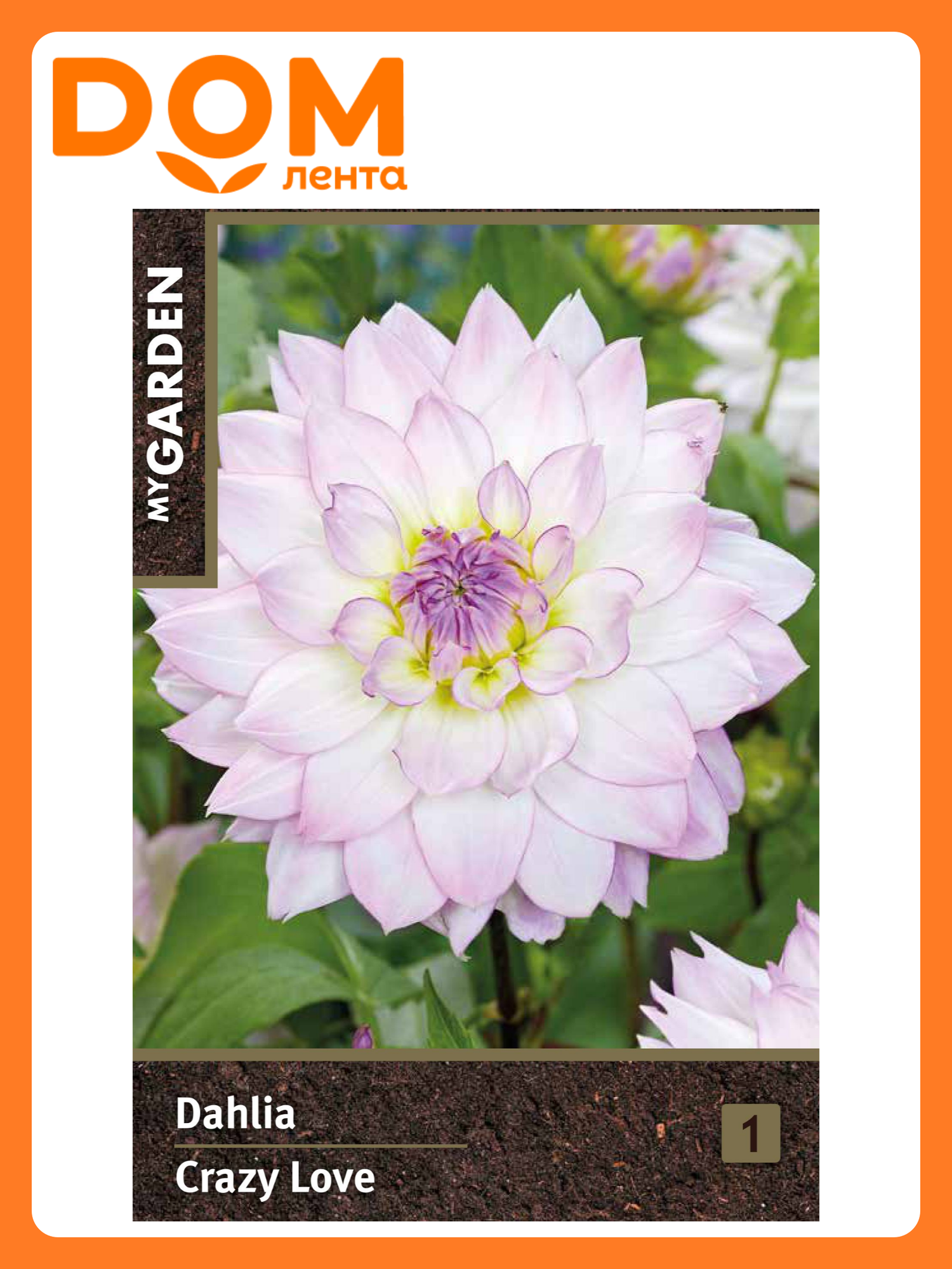 Георгина декоративная Крейзи Лав