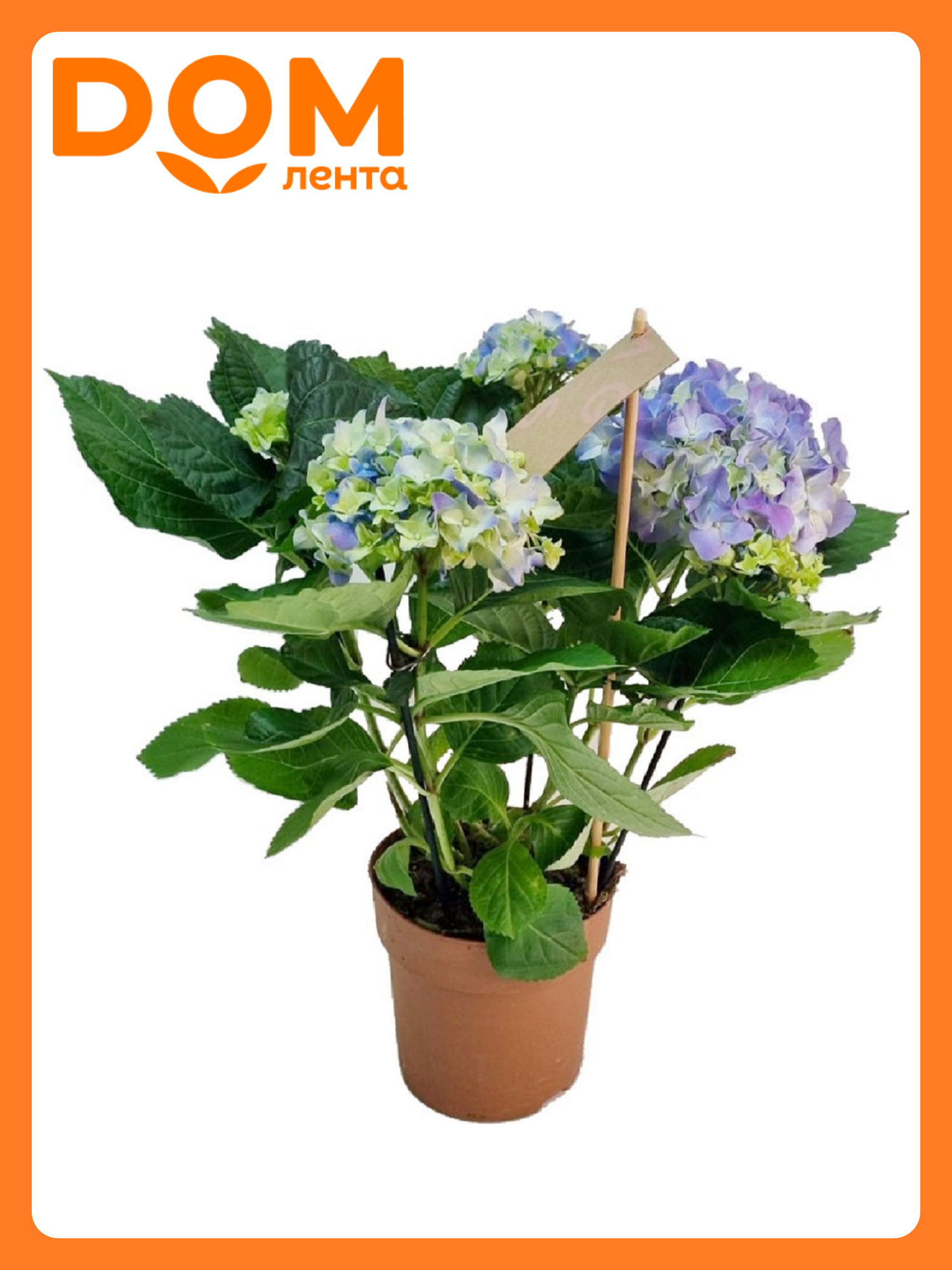 Растение FLORA GROUP Гидрангея Макрофила, декоративно-цветущее, высота 40 см, диаметр горшка 15 см