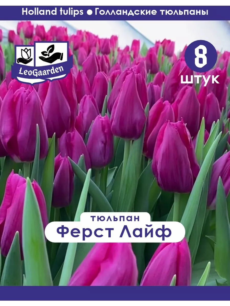 Тюльпан Луковица, Ферст Лайф, 8 шт