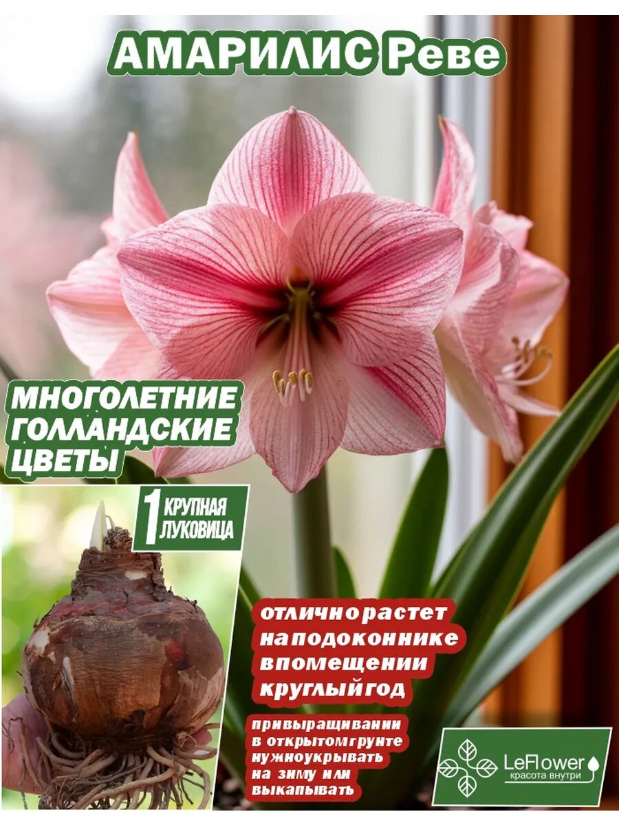 Амариллис, Реве, луковица цветов, 1шт