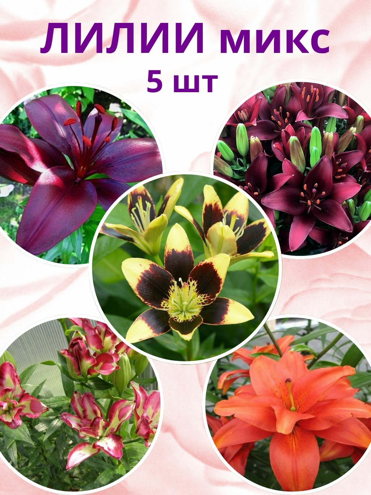 Лилия луковицы, многолетние цветы для посадки, микс 5 штук