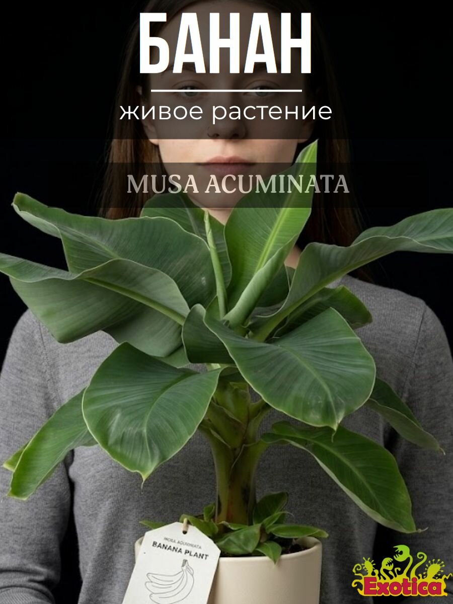Банан Муса Акумината (Musa Acuminata) D6см, растение в горшке