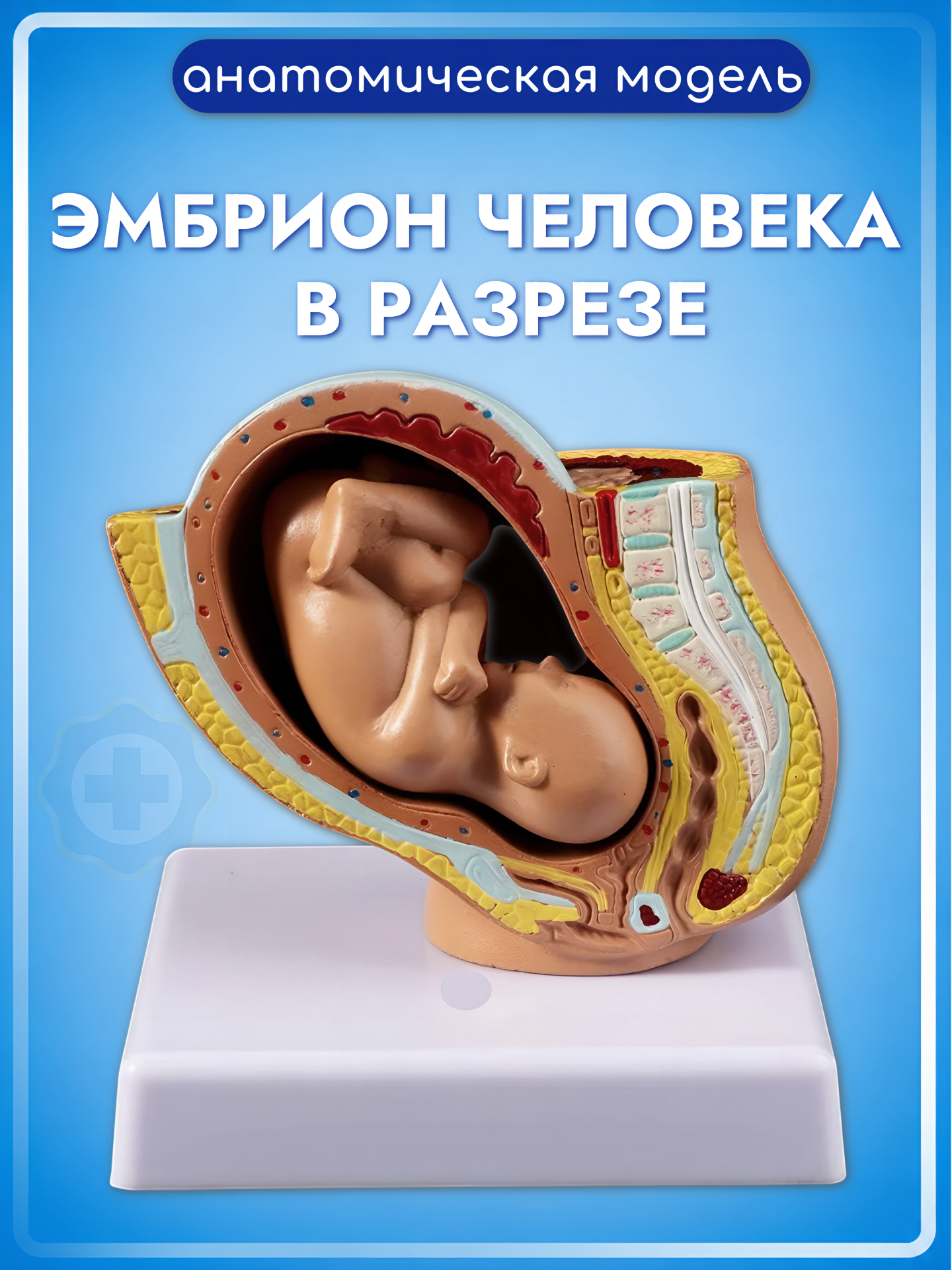Анатомическая модель беременности. Учебное пособие макет эмбриона человека в полости матки человека