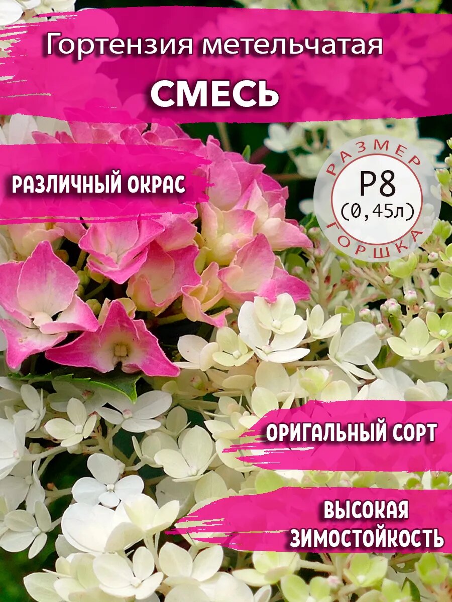 Гортензия метельчатая смесь
