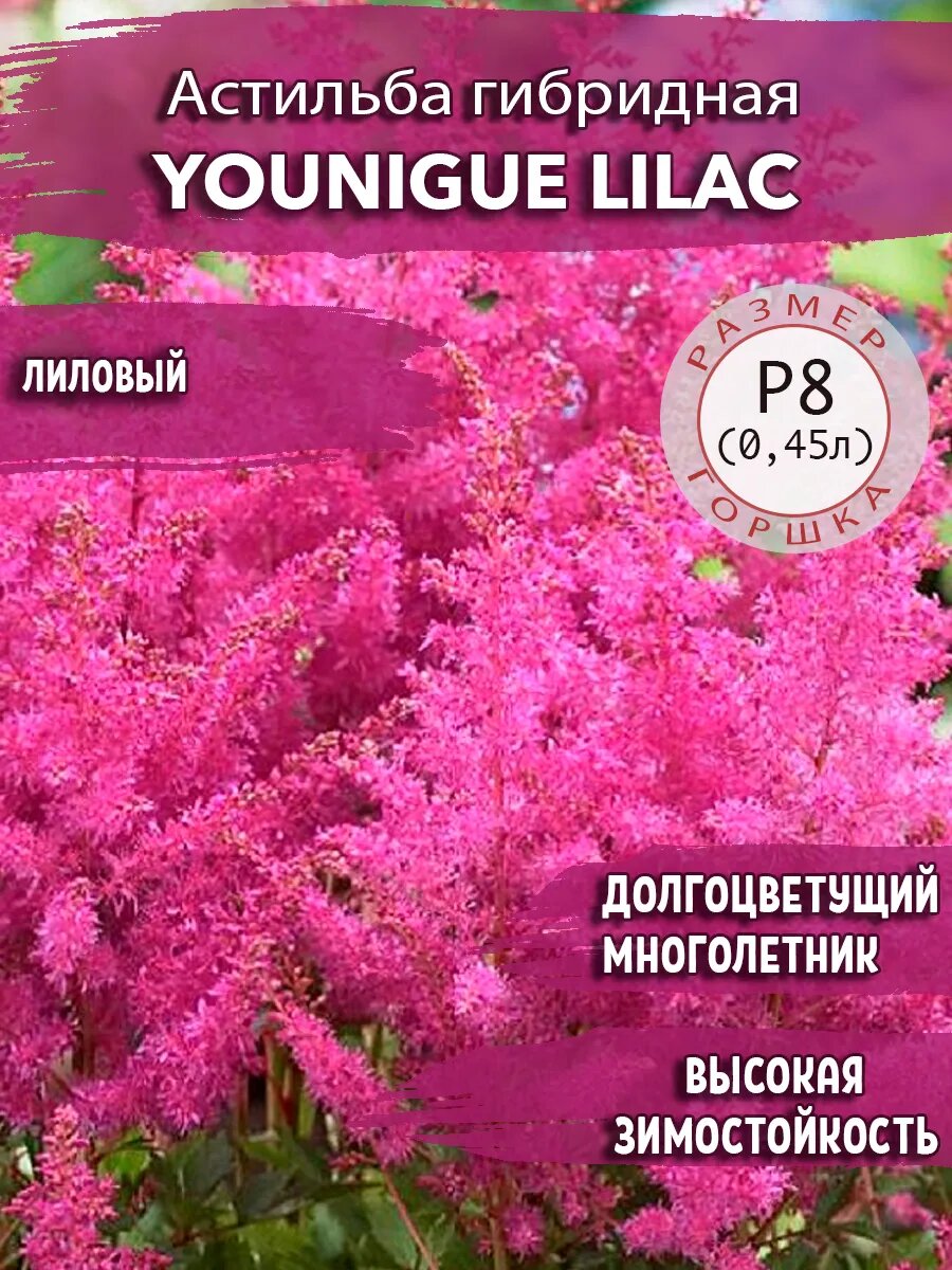 Астильба гибридная Younique Lilac