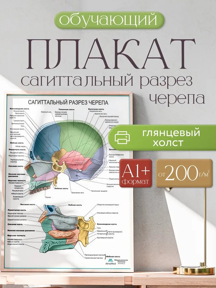 Обучающий плакат "Сагиттальный разрез черепа", размер А1+, глянцевый холст от 200г/м2