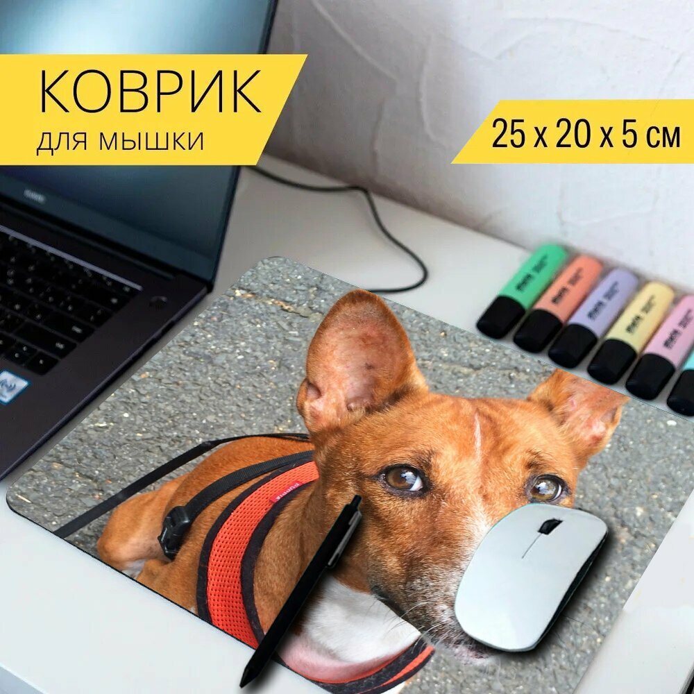 Коврик для мыши с принтом "Собака, басенджи, животное" 25x20см.