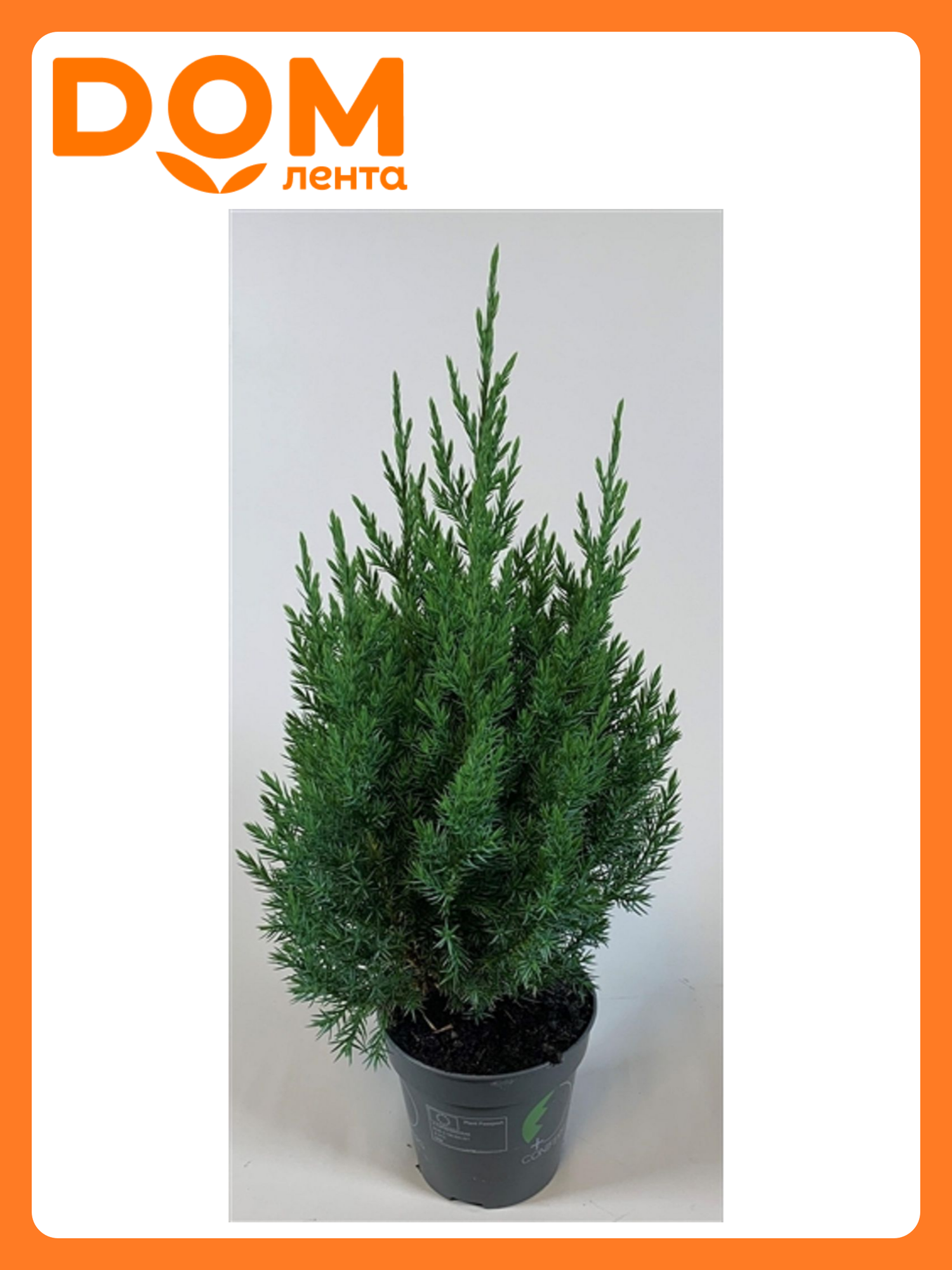 Можжевельник FLORA GROUP "Stricta", карликовый, многолетнее, хвойное, декоративное растение