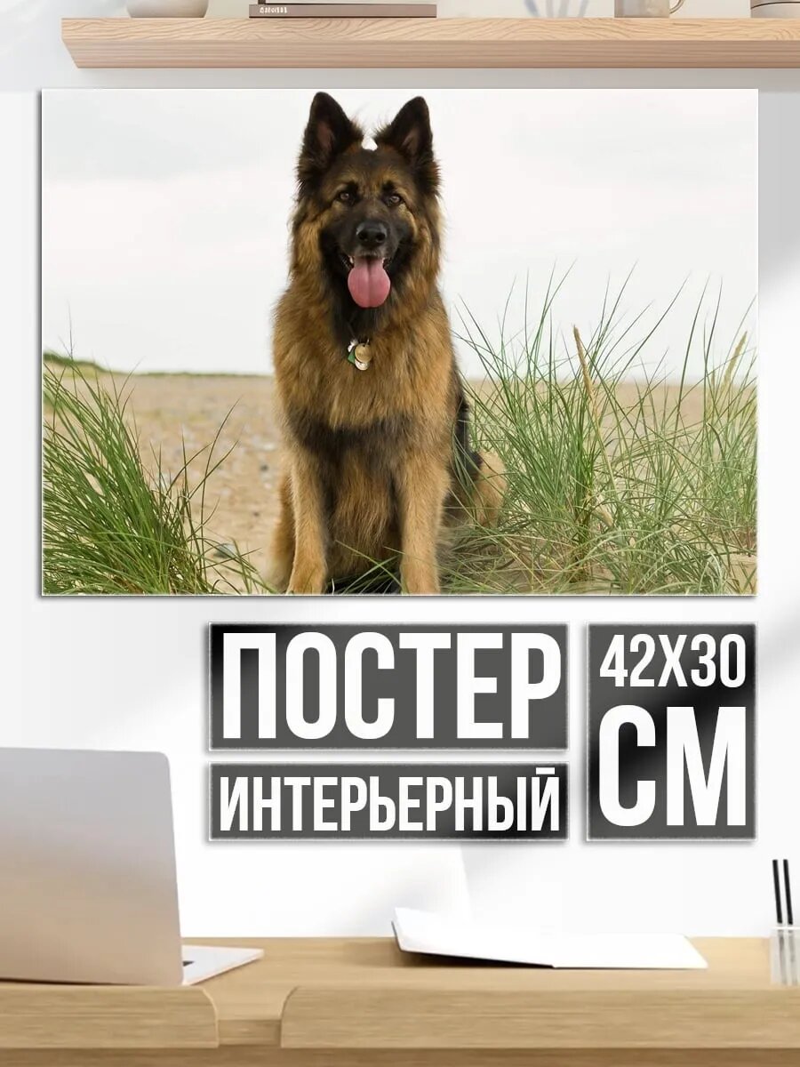 Плакат постер Немецкая овчарка на пляже