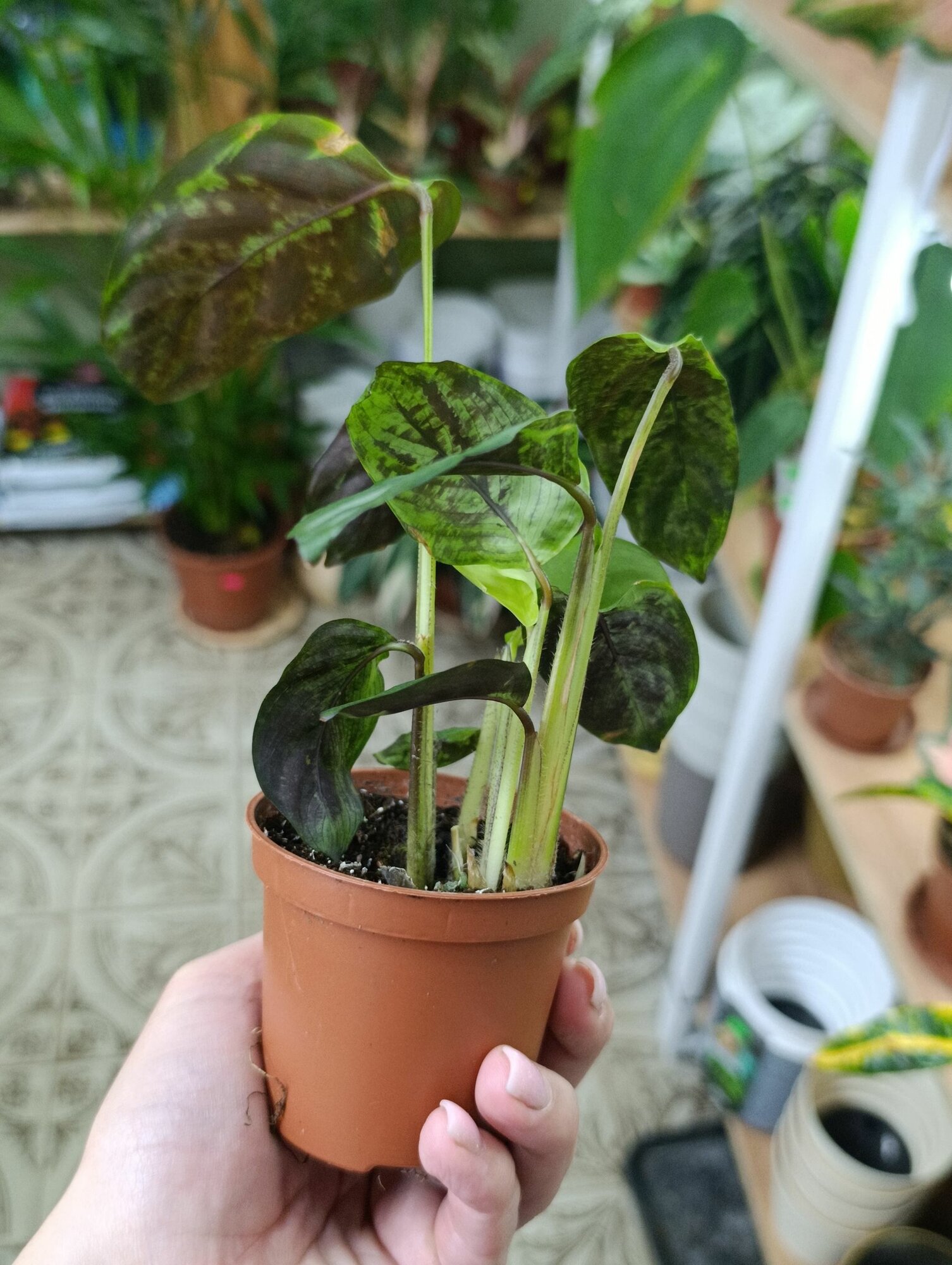 Ктенанта Компактстар — фото 1