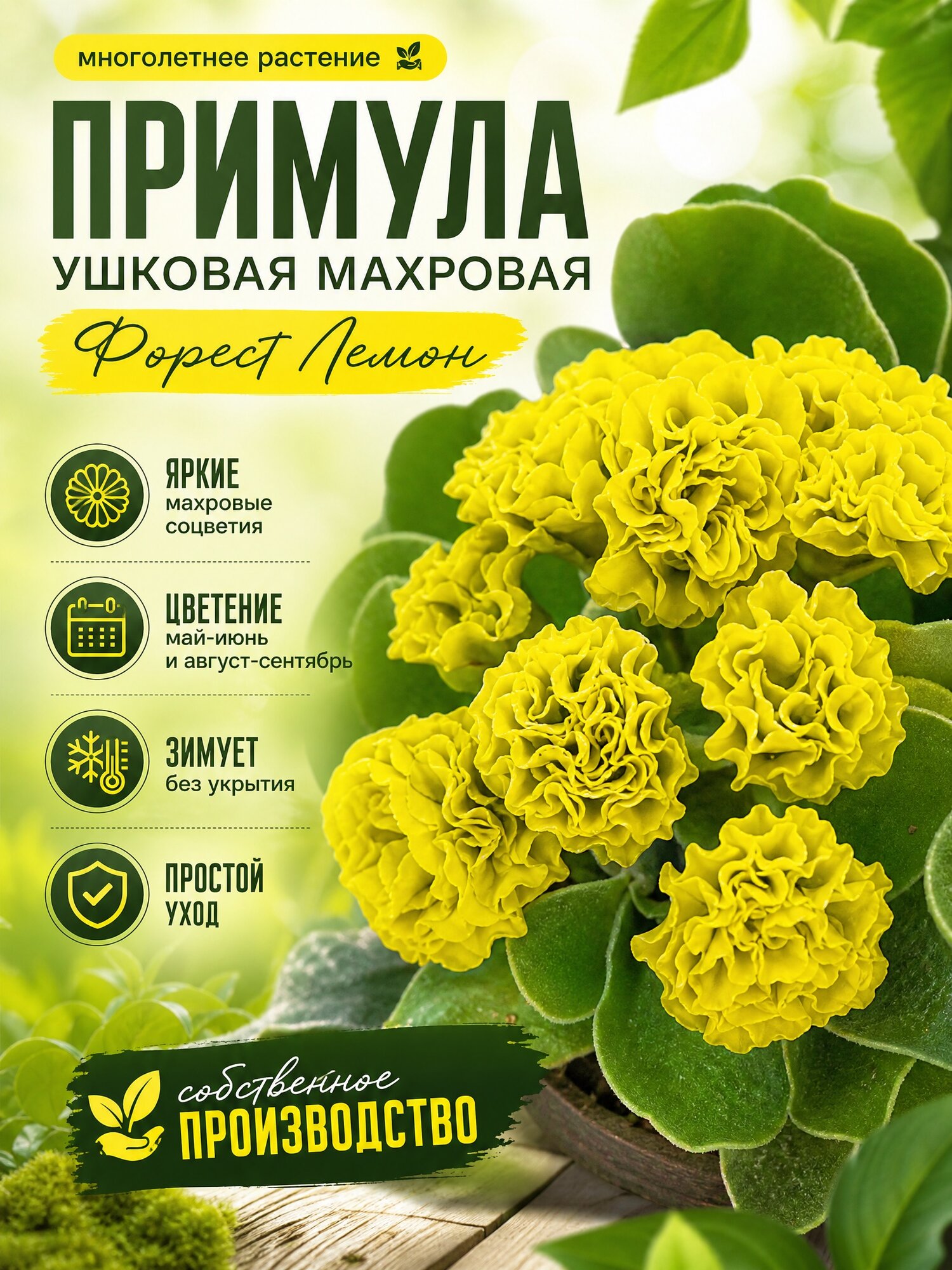 Ушковая махровая примула Форест Лемон (растение в горшке Р8).