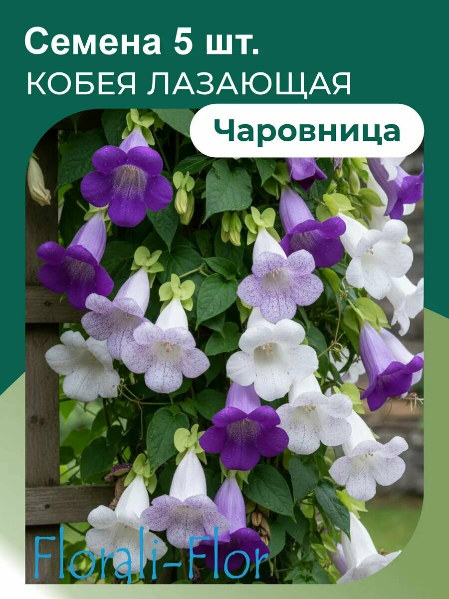 Кобея Лазающая Семена