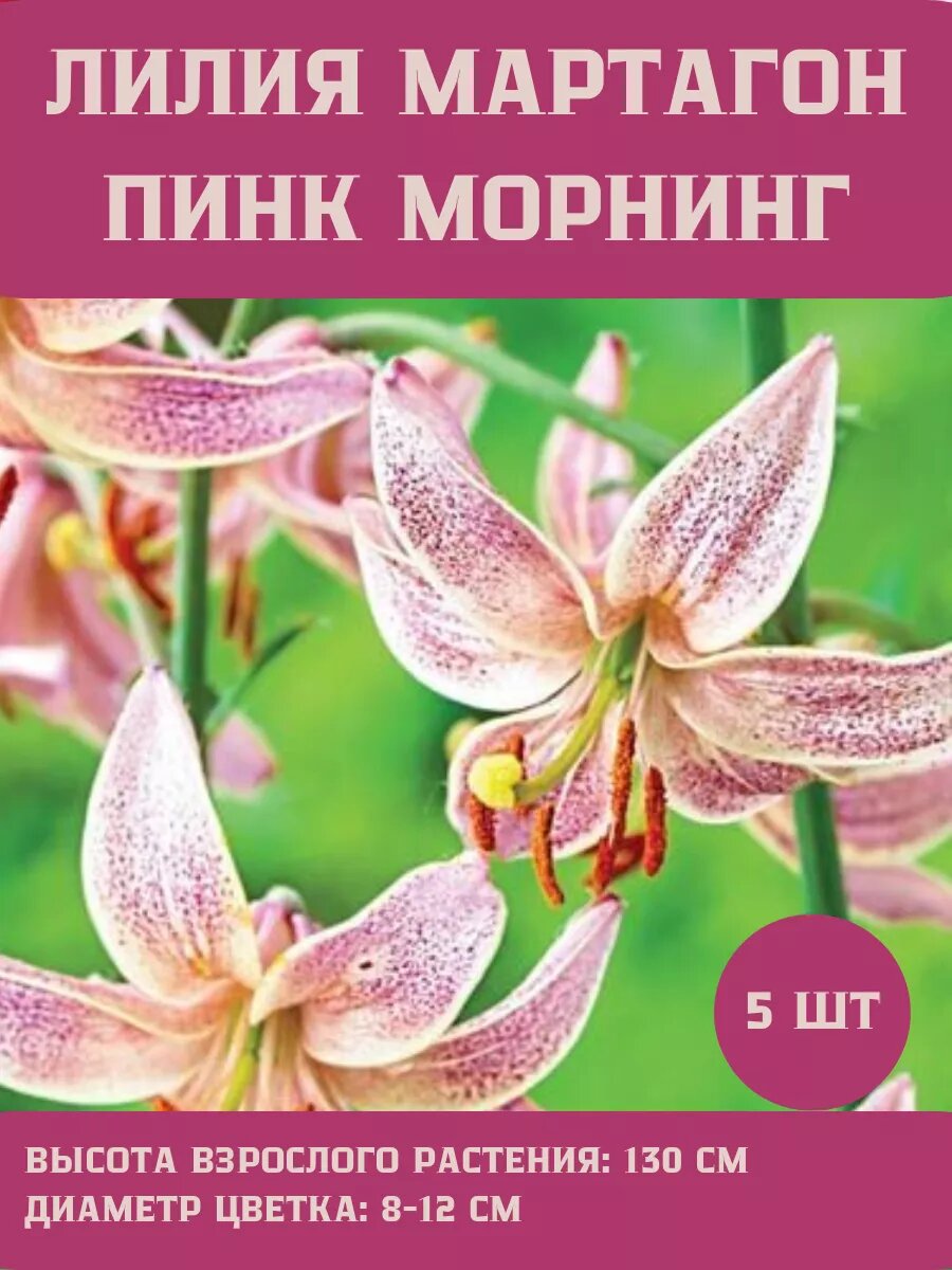 Лилия Мартагон Пинк Морнинг
