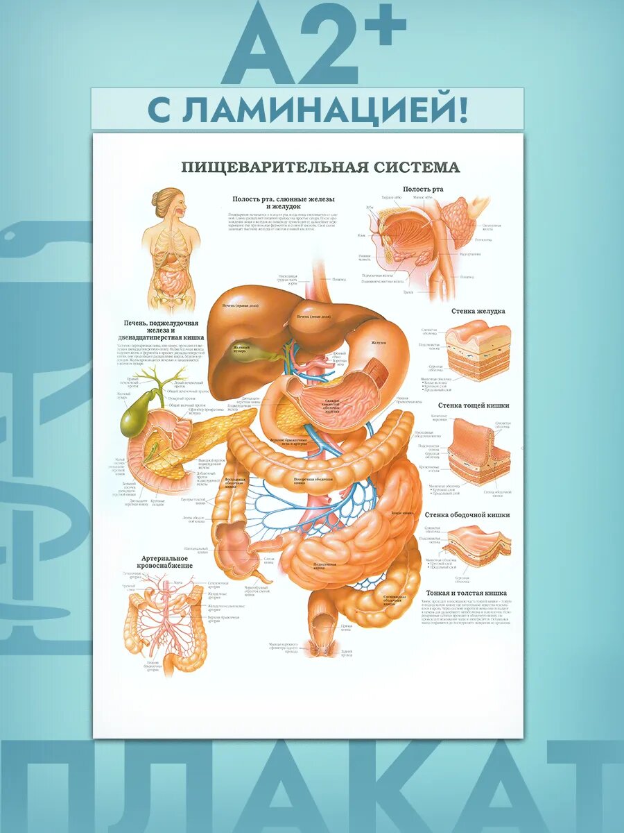 Постер А2 анатомия, пищеварительная система