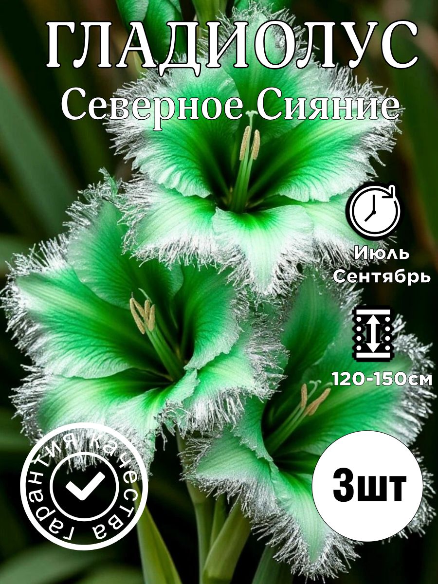 Луковицы Гладиолуса