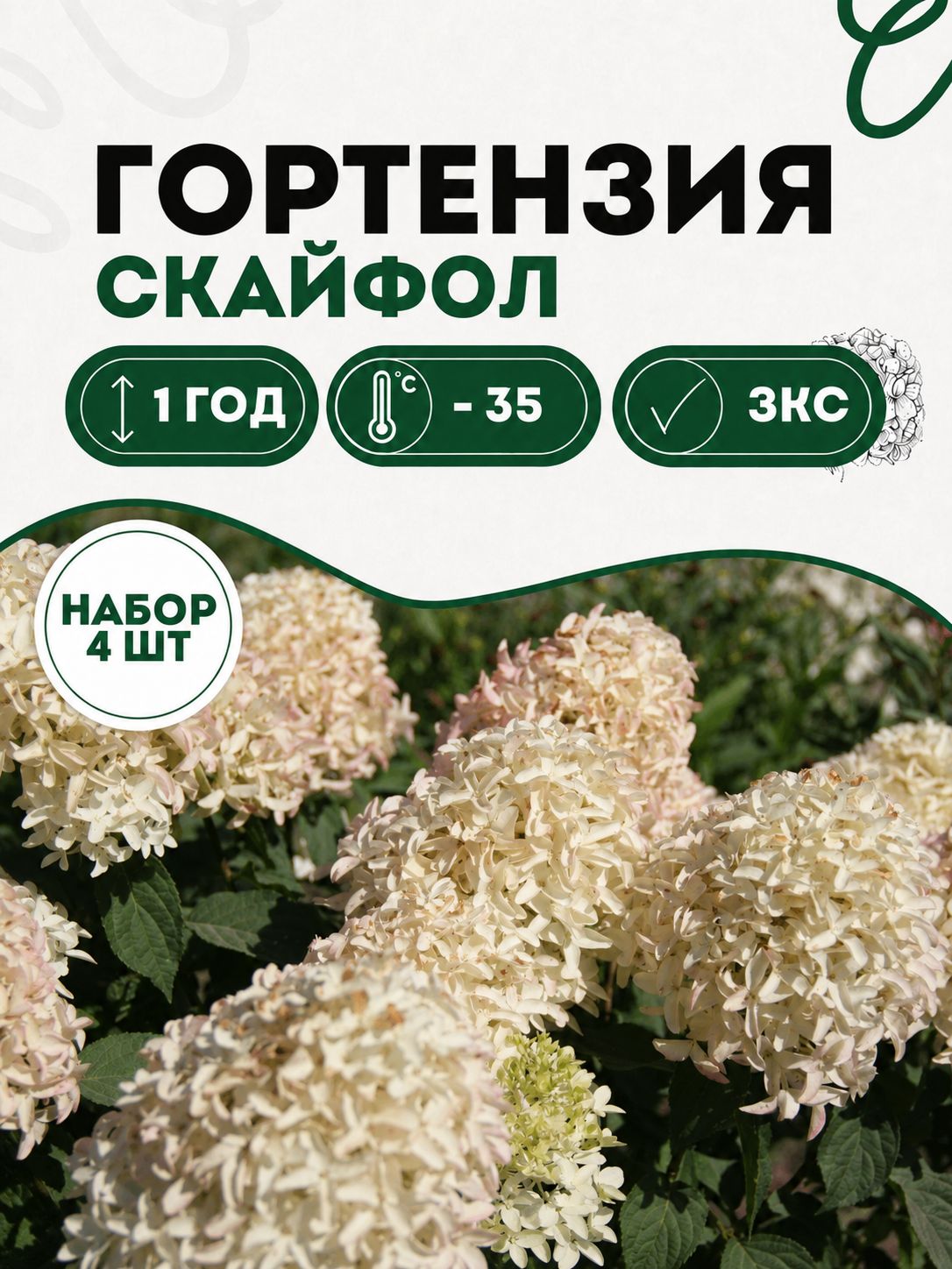 Гортензия P9 Скайфол 4 шт. Саженец с ЗКС в горшке! Идеально для сада!