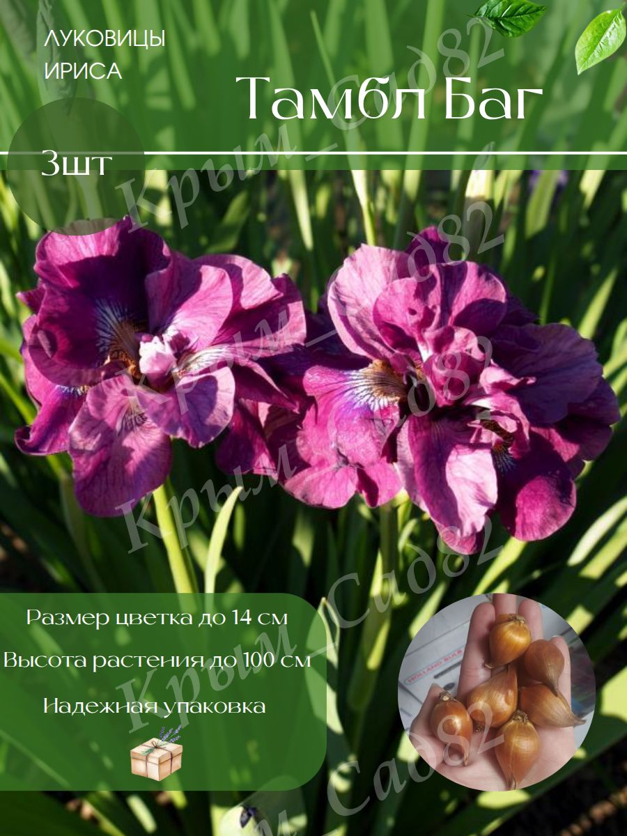 Луковицы Ириса Тамбл Баг