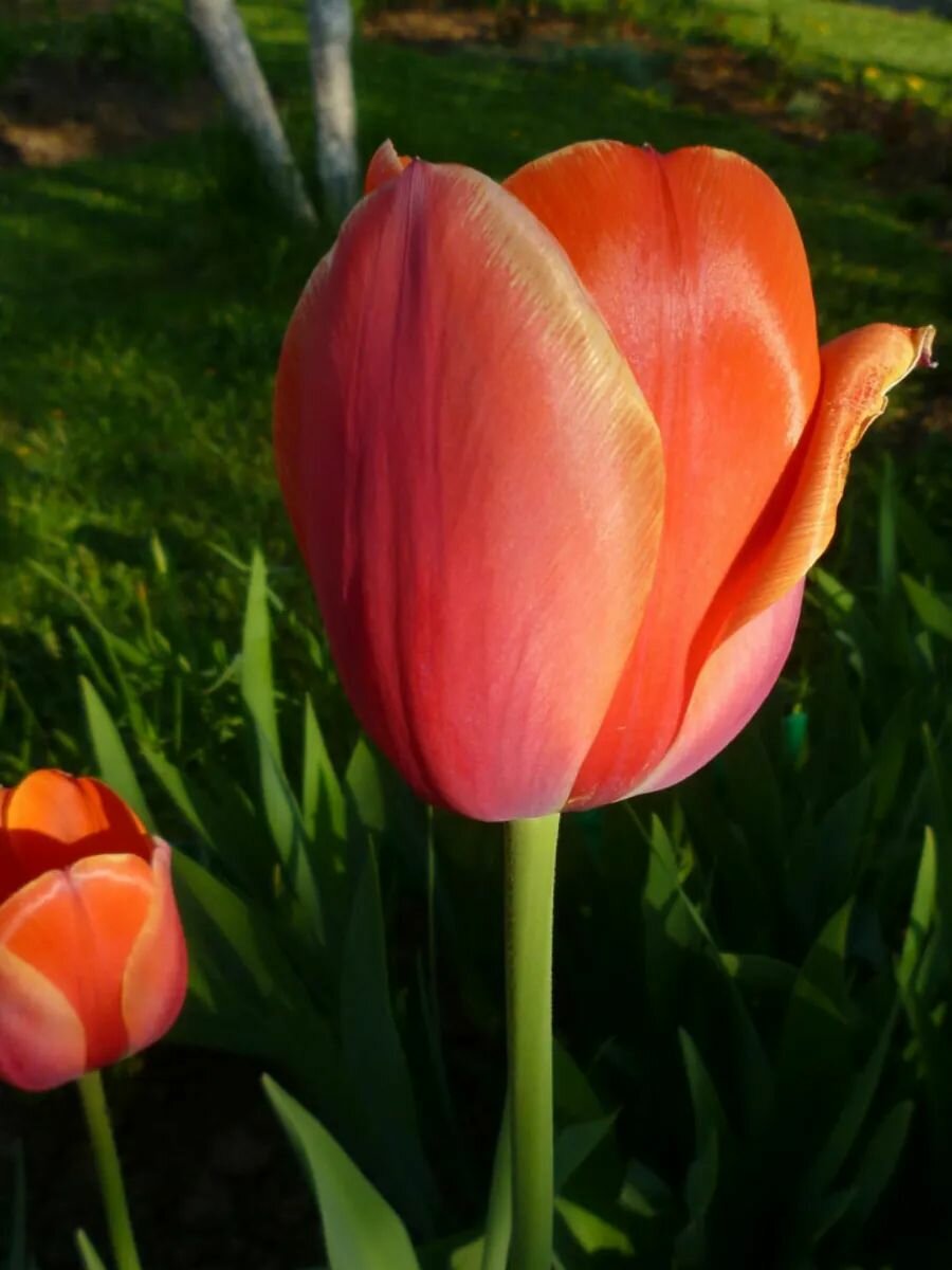 Тюльпан Шарада Триумф 5 шт / Луковицы тюльпанов Триумф