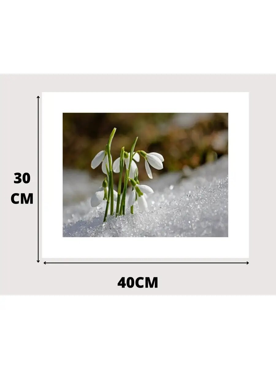 Постер Подснежник, размеры 40 x 30 см, материал бумага, без рамы