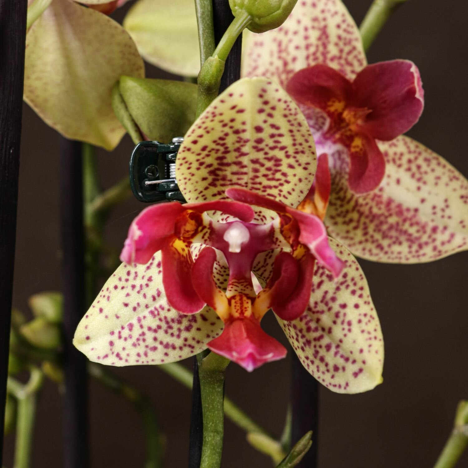 Орхидея Фаленопсис Трилипс Хсин Венус 2 ст