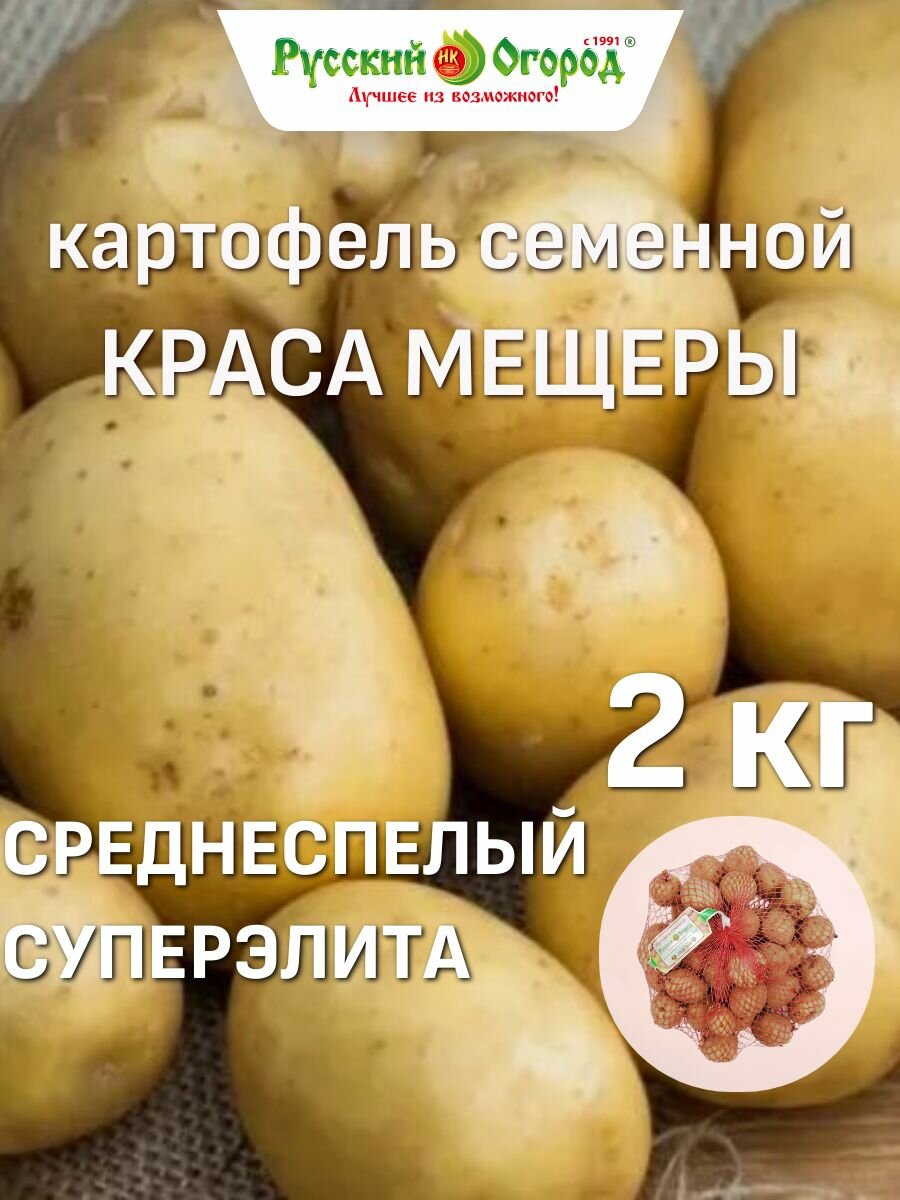 Картофель семенной Краса Мещеры