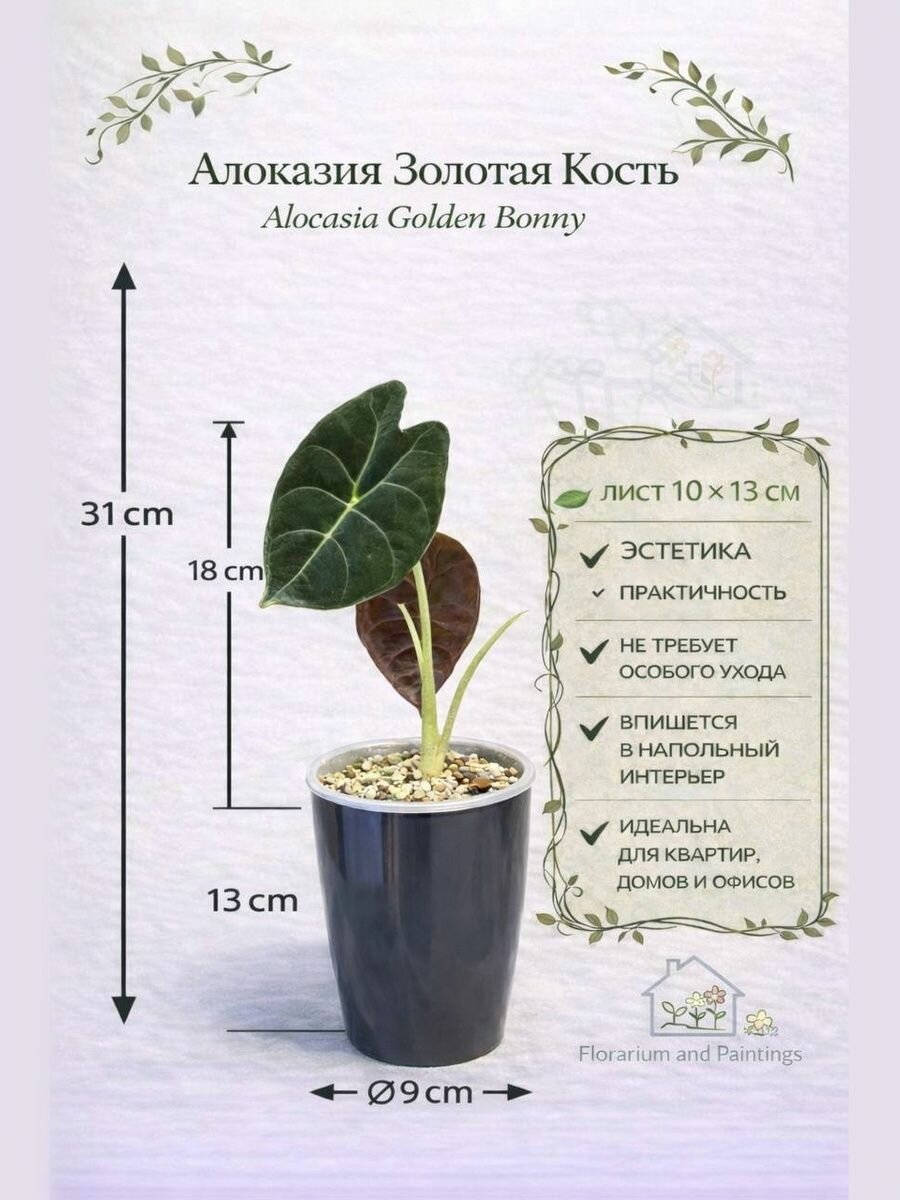 Комнатное растение Алоказия Голден Бонни (Alocasia Golden Bone) , домашний цветок