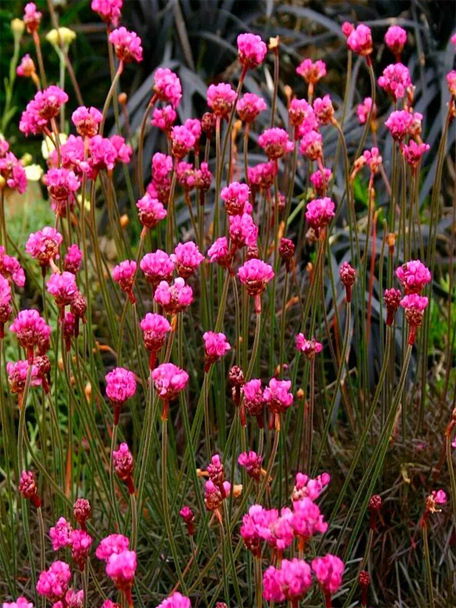 Армерия приморская Садовые растения Rubrifolia, 20 см, многолетник, розовый цвет