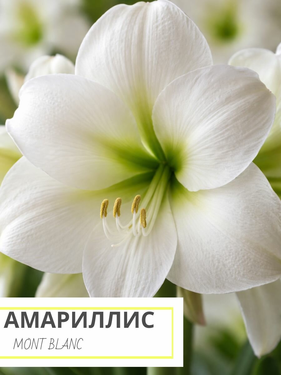 Амариллис (Гиппеаструм) Mont Blanc / Монт Бланк (1 луковица), Белый
