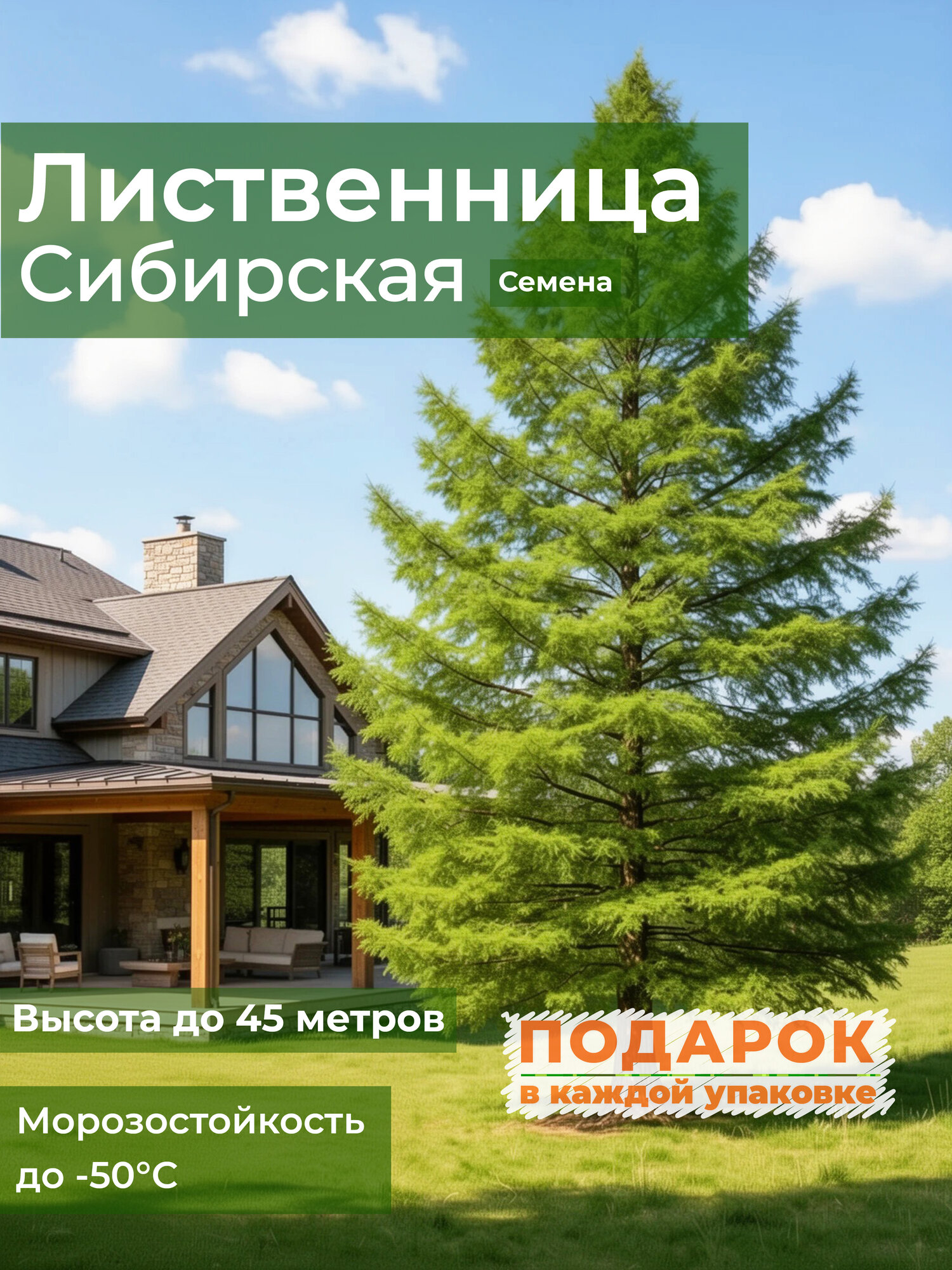 Лиственница Сибирская Красавица, Семена, 50 шт, семена хвойных растений