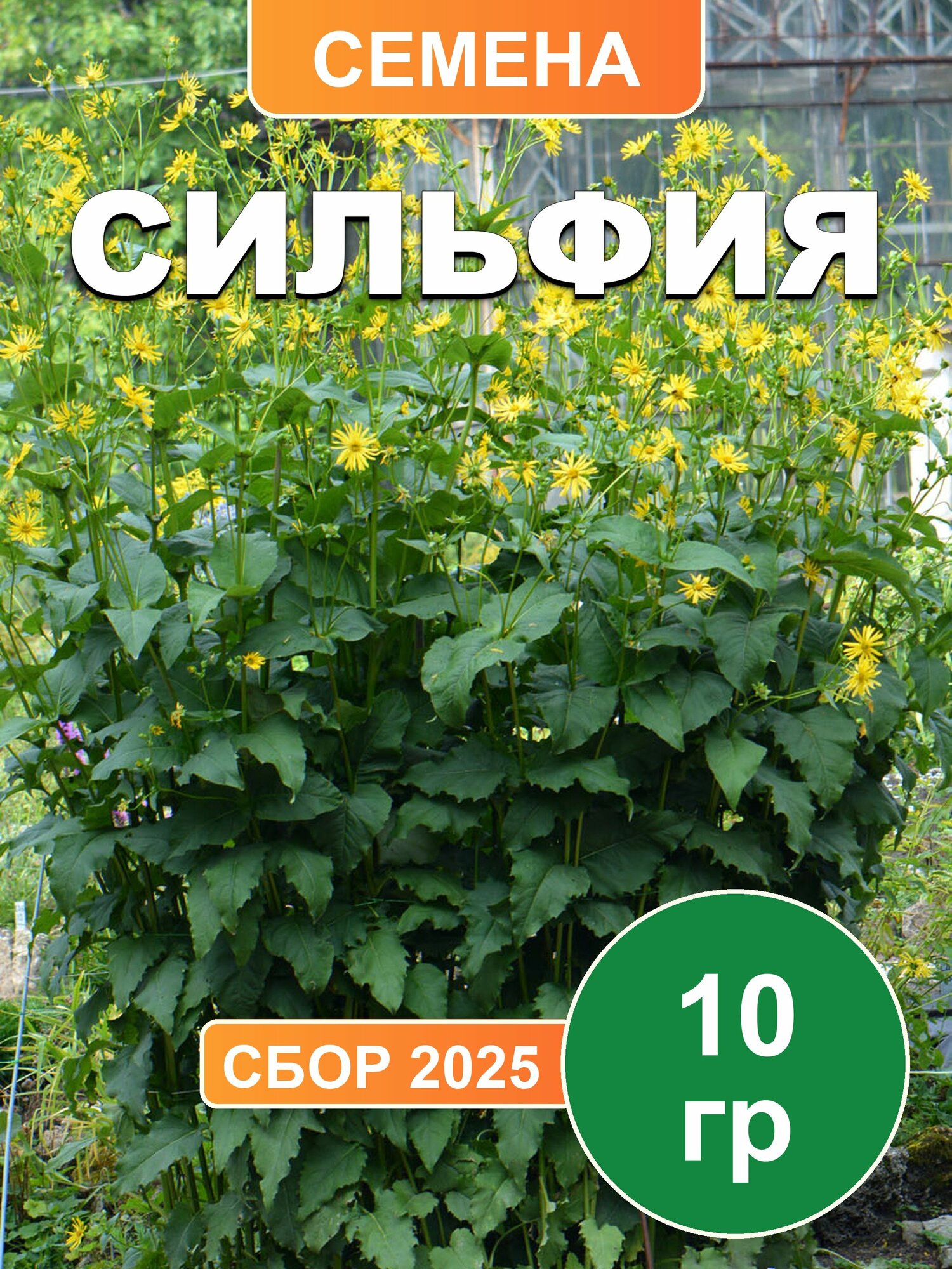 Сильфия, семена, 10гр