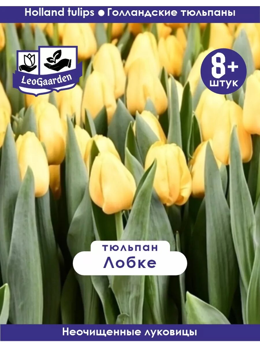 Тюльпаны LeoGaarden "Лобке", махровые, многолетние, упаковка 8 штук, одна упаковка