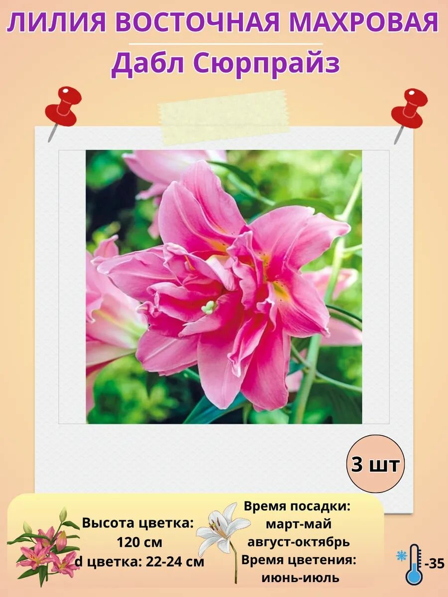Лилия луковицы, многолетние цветы для посадки,3 штуки